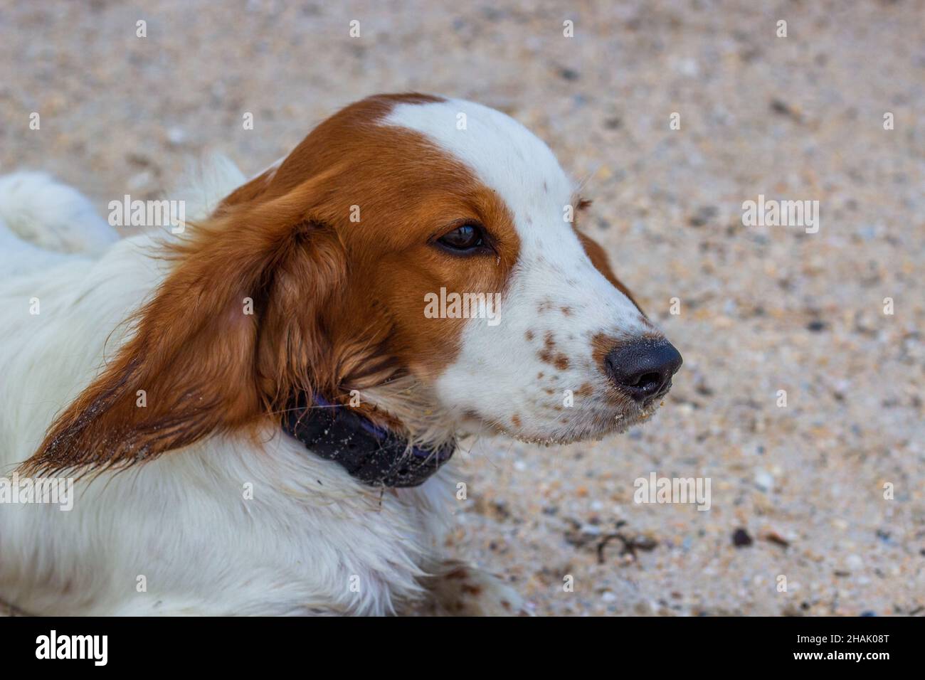 Welsh Springer Spaniel Hunting Dog in Nature Stock Photo - Alamy
