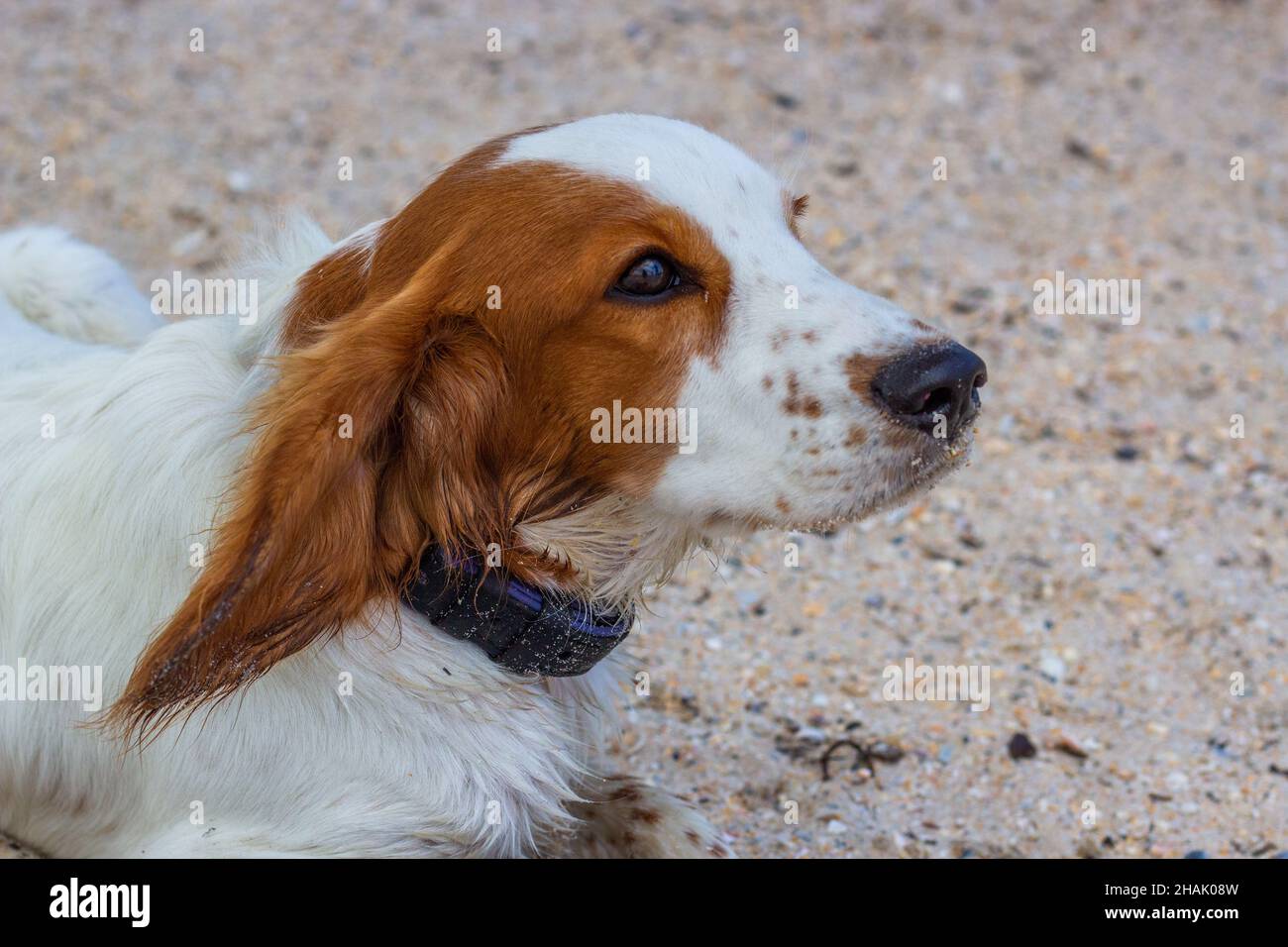 Welsh Springer Spaniel Hunting Dog in Nature Stock Photo - Alamy