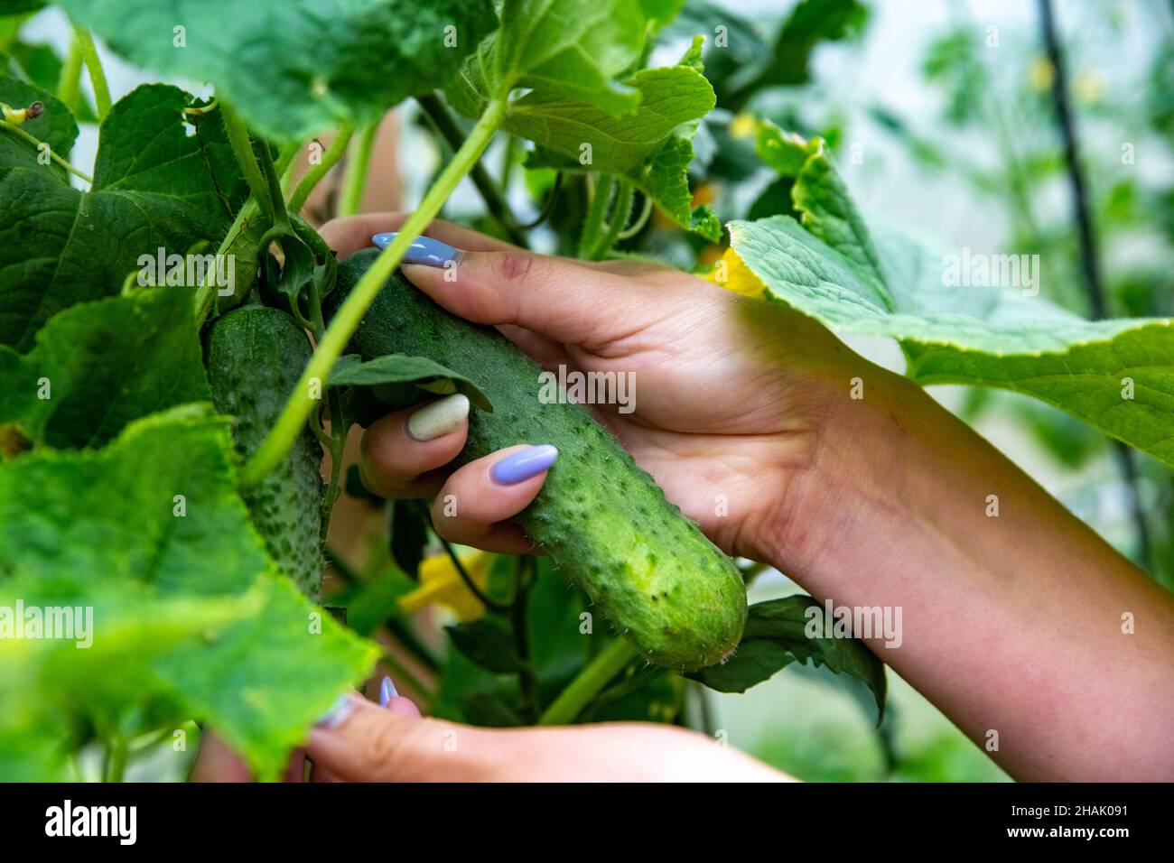 Harvesting organic cucumbers. Female hand picks a fresh cucumber in ...