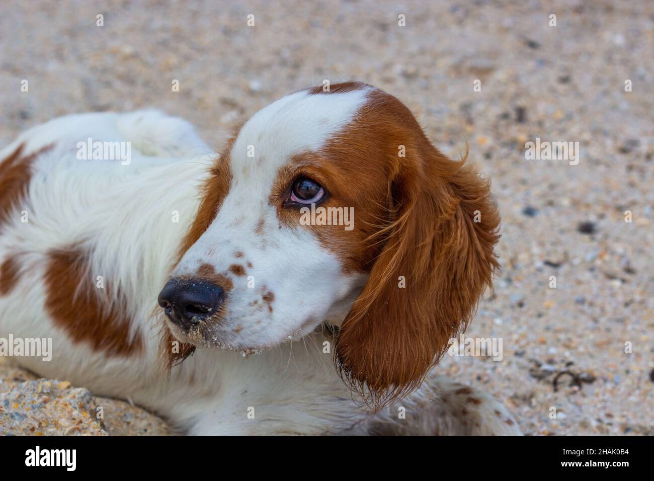 Welsh Springer Spaniel Hunting Dog in Nature Stock Photo - Alamy