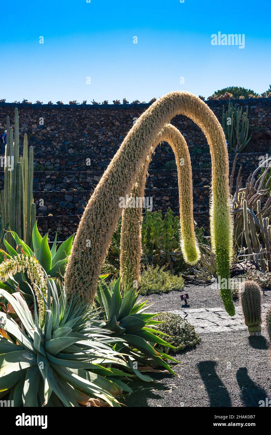 Phallic plants hi-res stock photography and images - Alamy