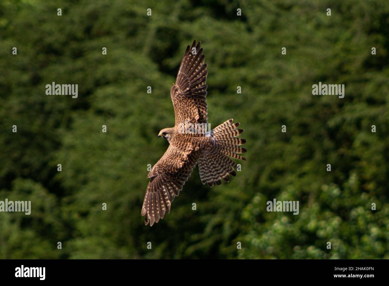 Brown Goshawk captured in a flight Stock Photo - Alamy
