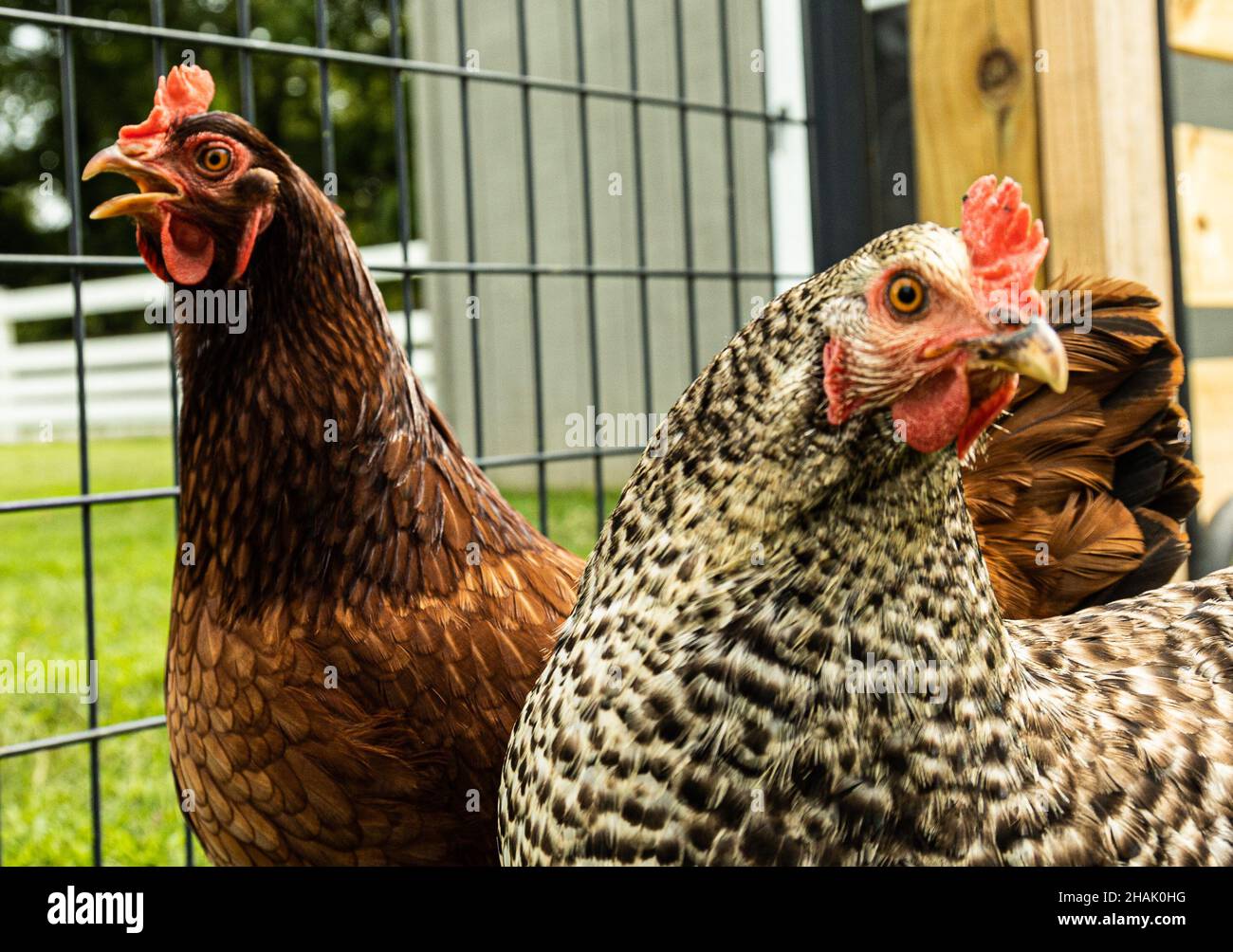 Closeup shot chickens in hi-res stock photography and images - Alamy