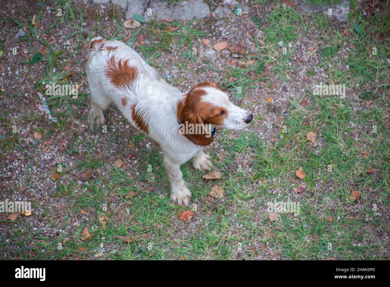 Welsh Springer Spaniel Hunting Dog in Nature Stock Photo - Alamy