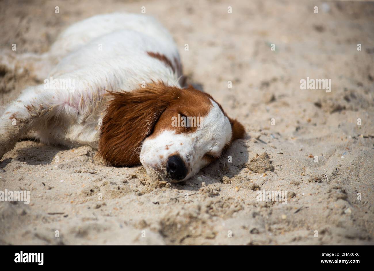 Welsh Springer Spaniel Hunting Dog in Nature Stock Photo - Alamy