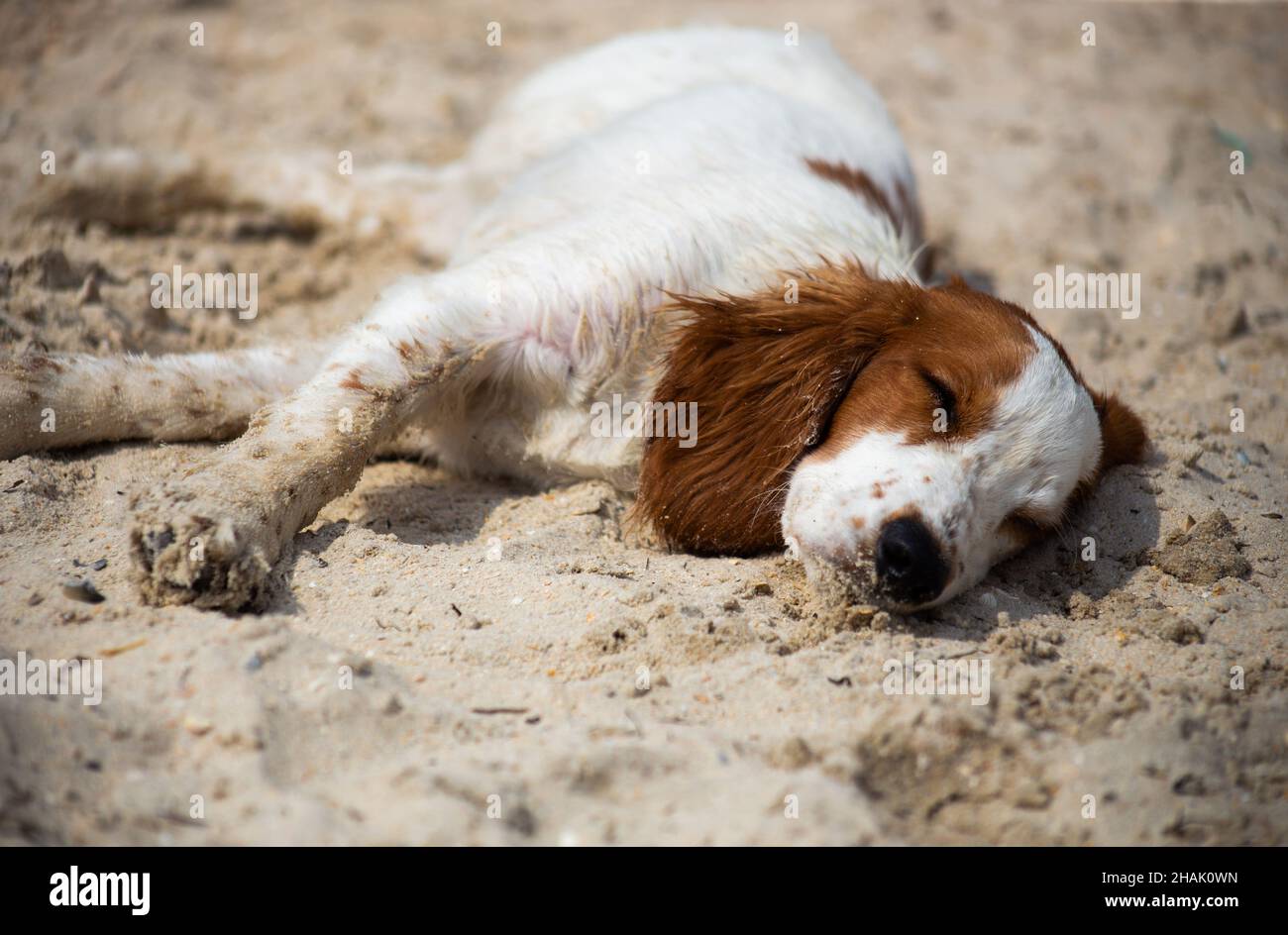 Welsh Springer Spaniel Hunting Dog in Nature Stock Photo - Alamy