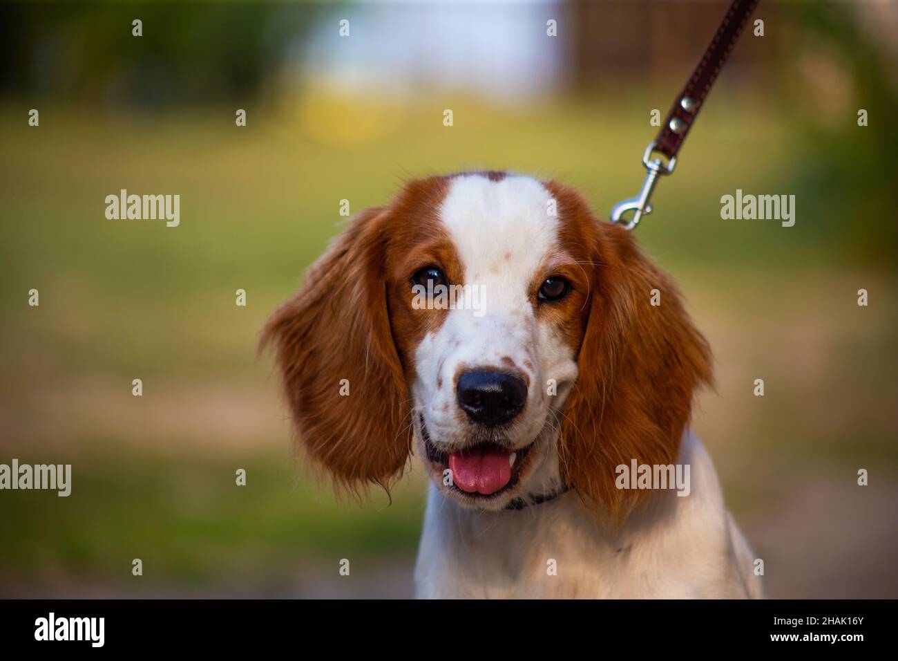 Welsh Springer Spaniel Hunting Dog in Nature Stock Photo - Alamy