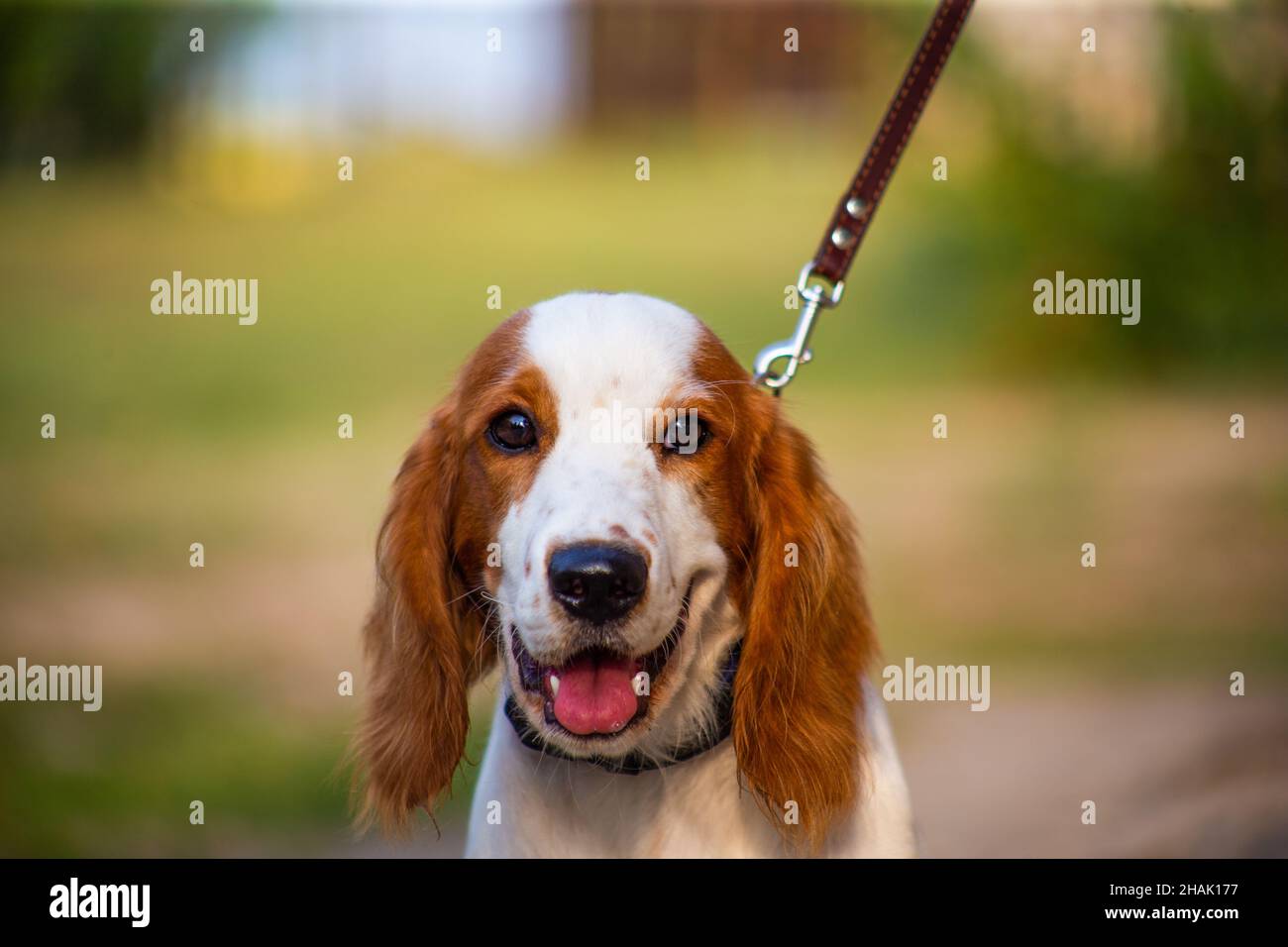 Welsh Springer Spaniel Hunting Dog in Nature Stock Photo - Alamy