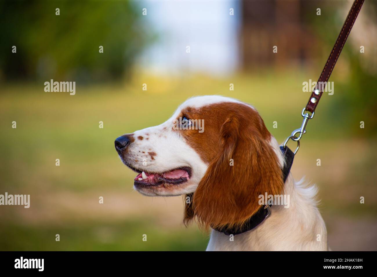 Welsh Springer Spaniel Hunting Dog in Nature Stock Photo - Alamy