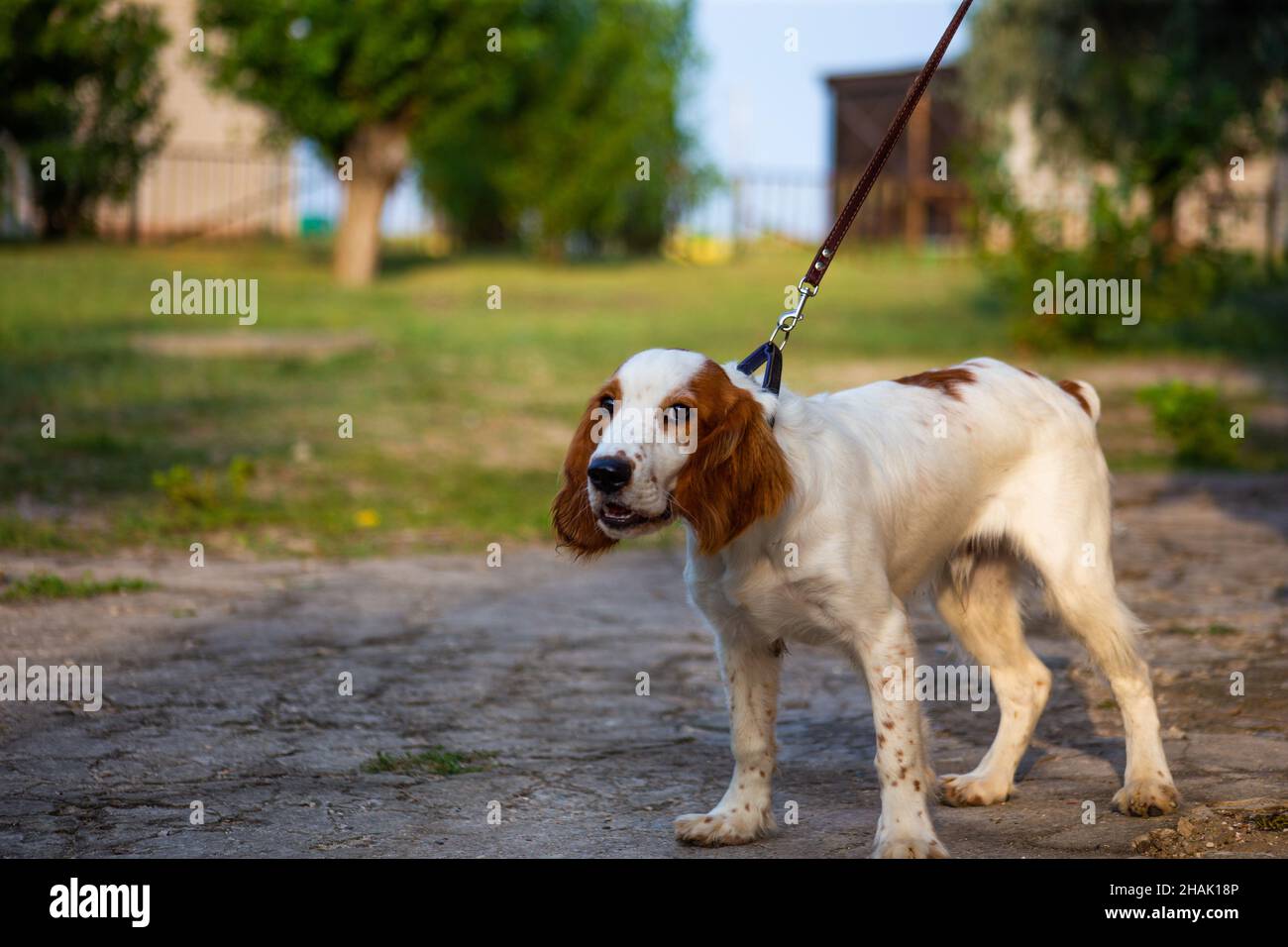 Welsh Springer Spaniel Hunting Dog in Nature Stock Photo - Alamy