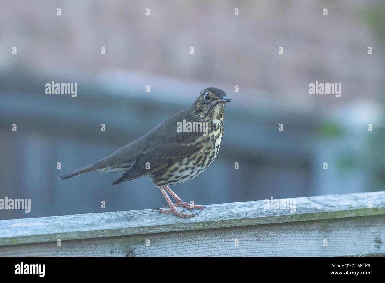 Thrush uk garden hi-res stock photography and images - Alamy