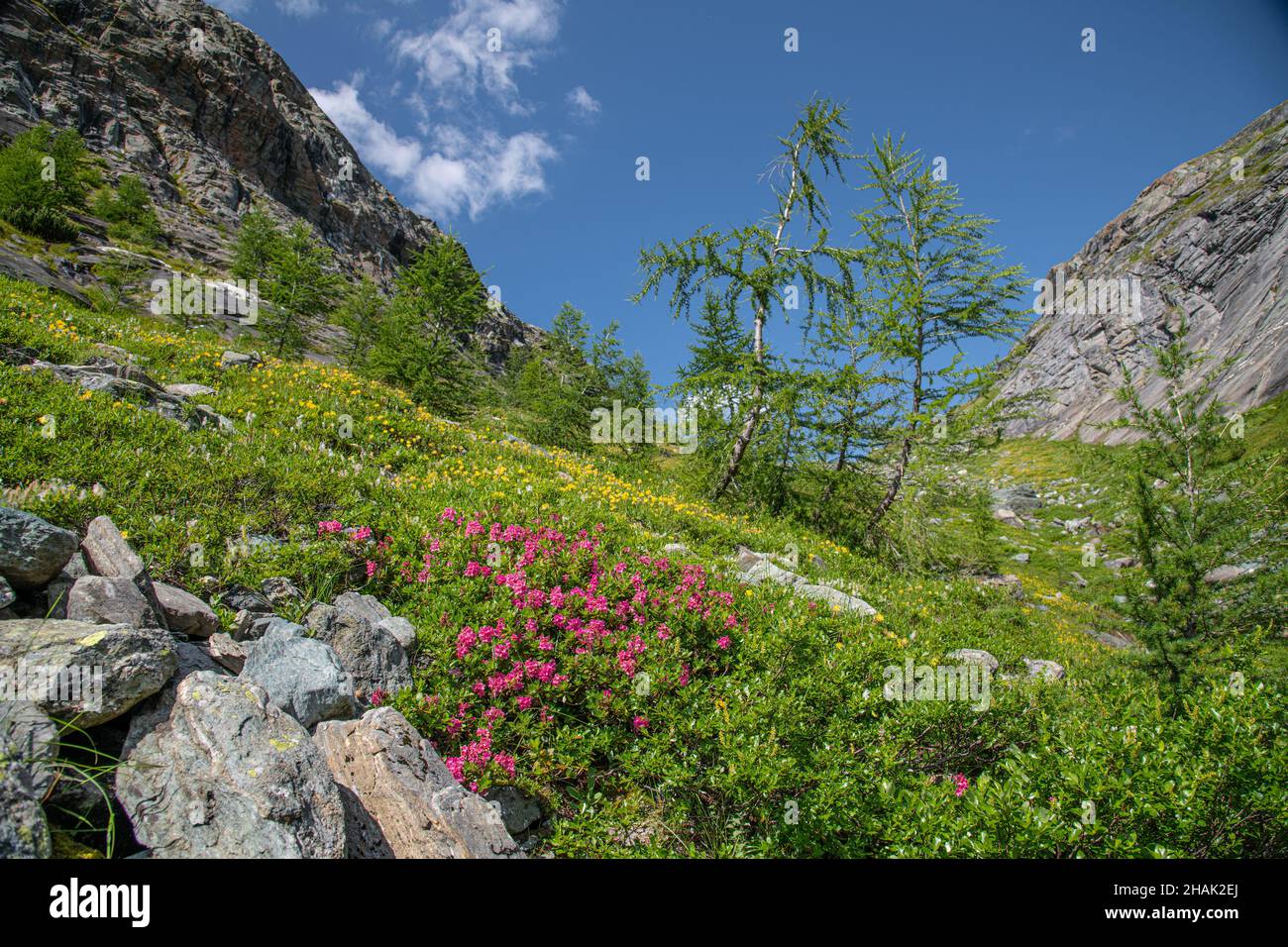Alpine Flower Rhododendron hirsutum (hairy alpenrose or almrausch ...