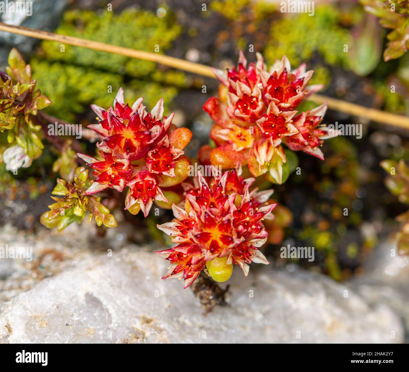 Stonecrops may be the most diverse group of succulents, with hundreds ...