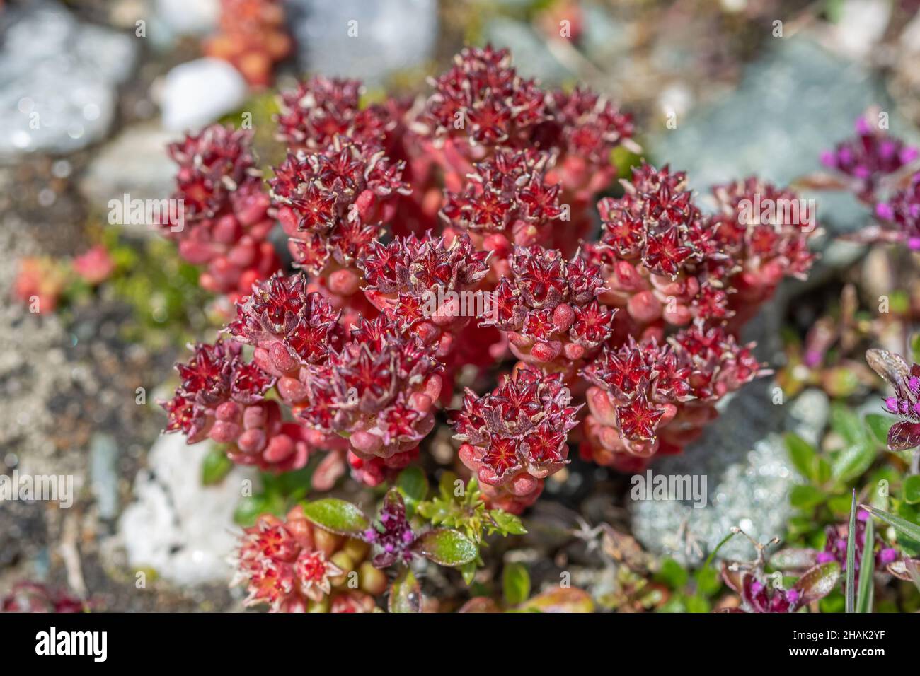Stonecrops may be the most diverse group of succulents, with hundreds ...