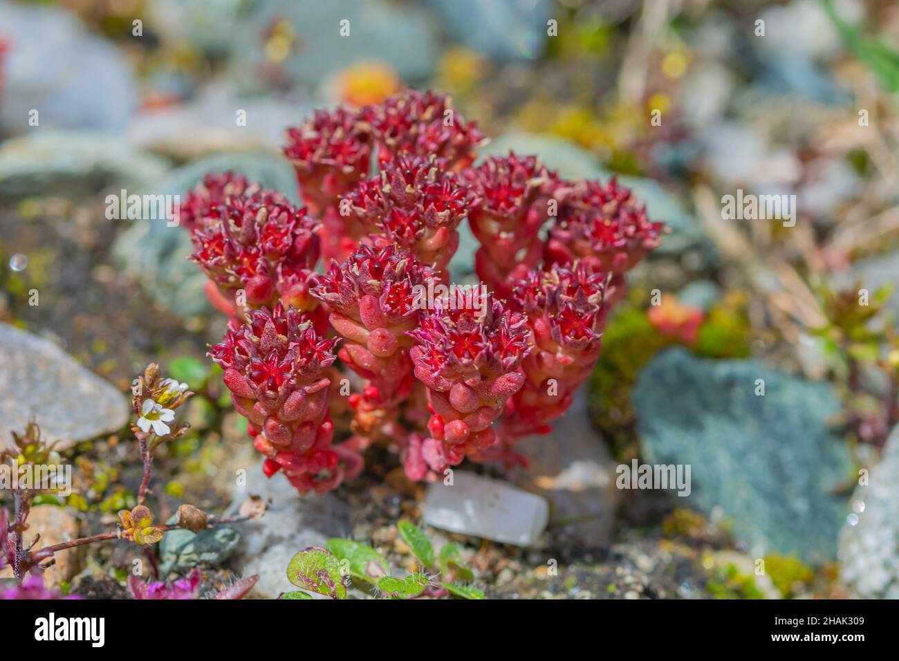 Stonecrops may be the most diverse group of succulents, with hundreds ...