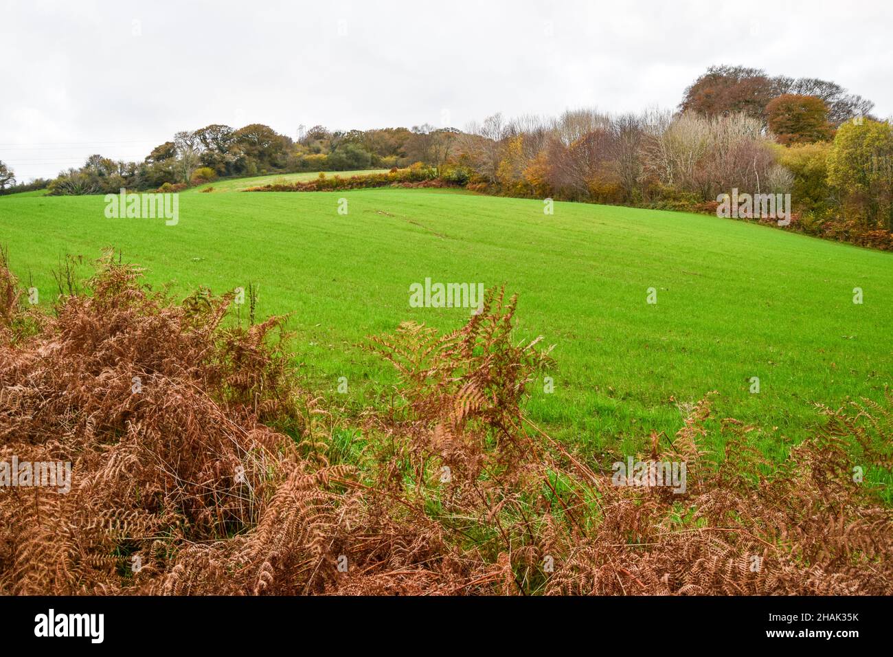 Restormel castle oak hi-res stock photography and images - Alamy