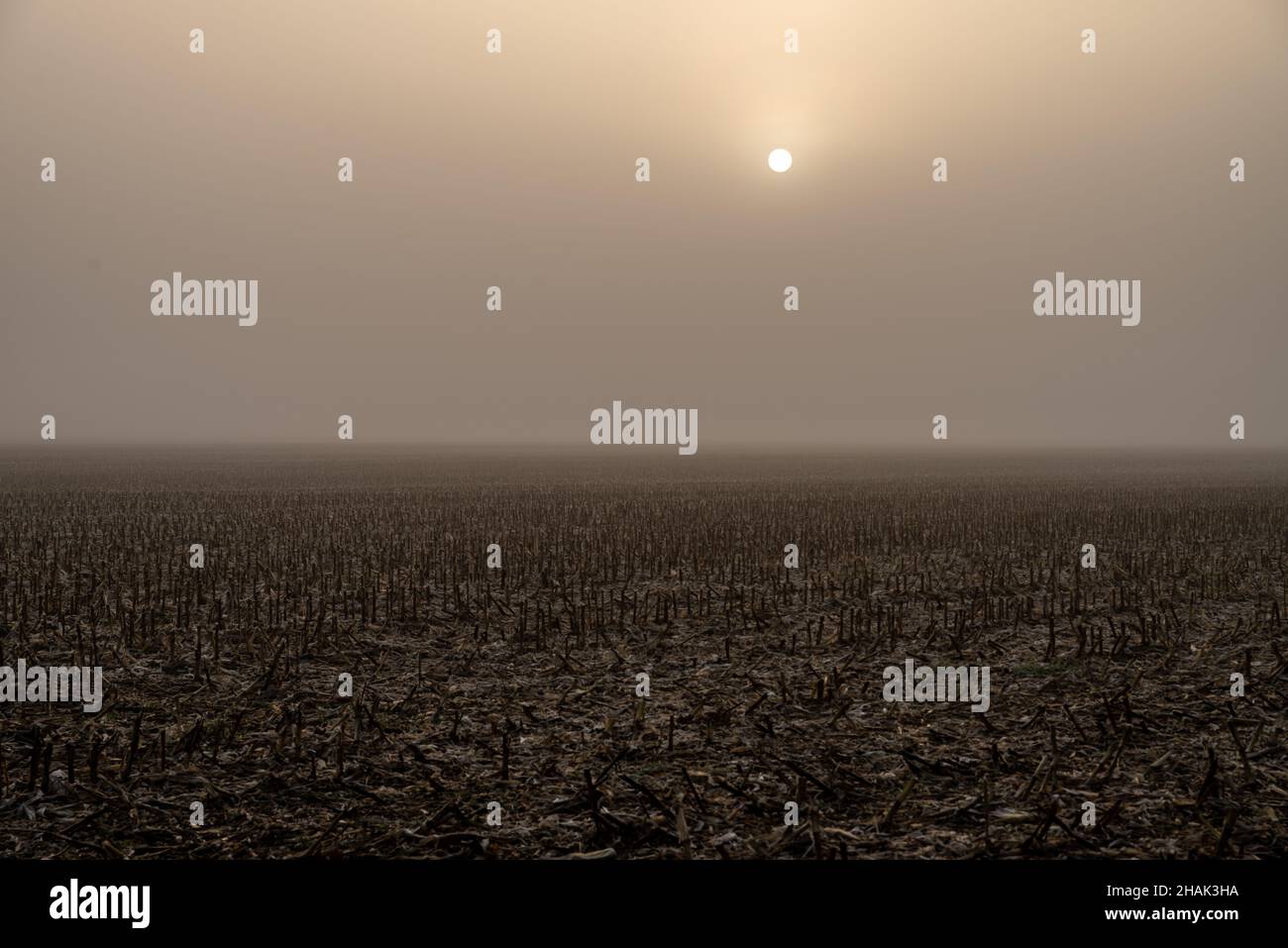 Totally burnt field captured during the fog and sun visible in the horizon Stock Photo - Alamy