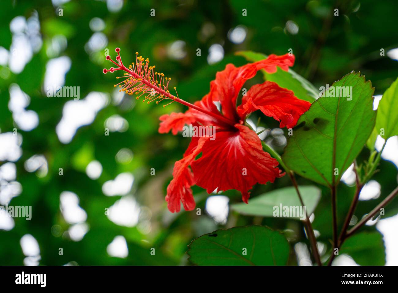 Flor de maga hi-res stock photography and images - Alamy