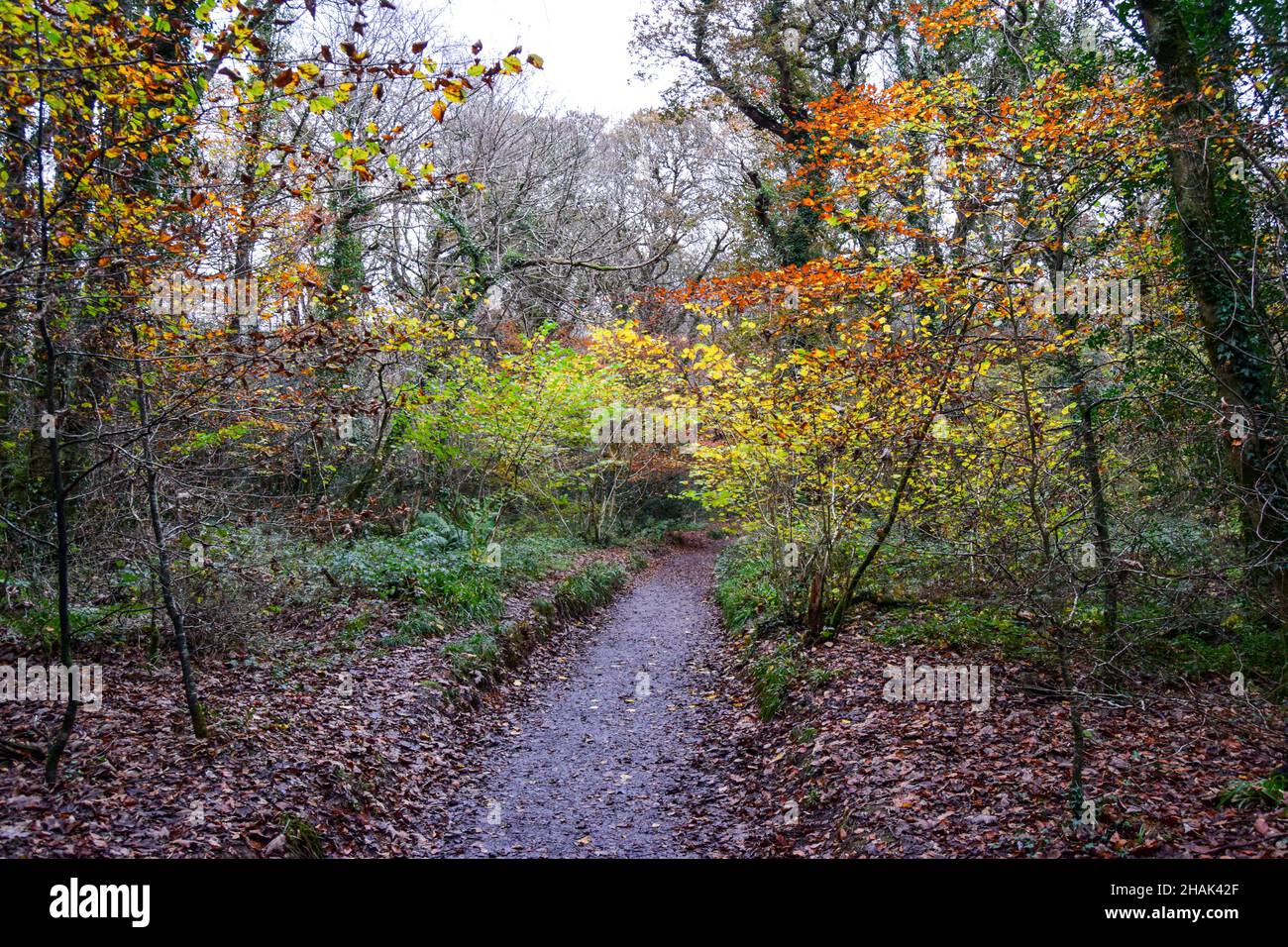 Restormel castle oak hi-res stock photography and images - Alamy