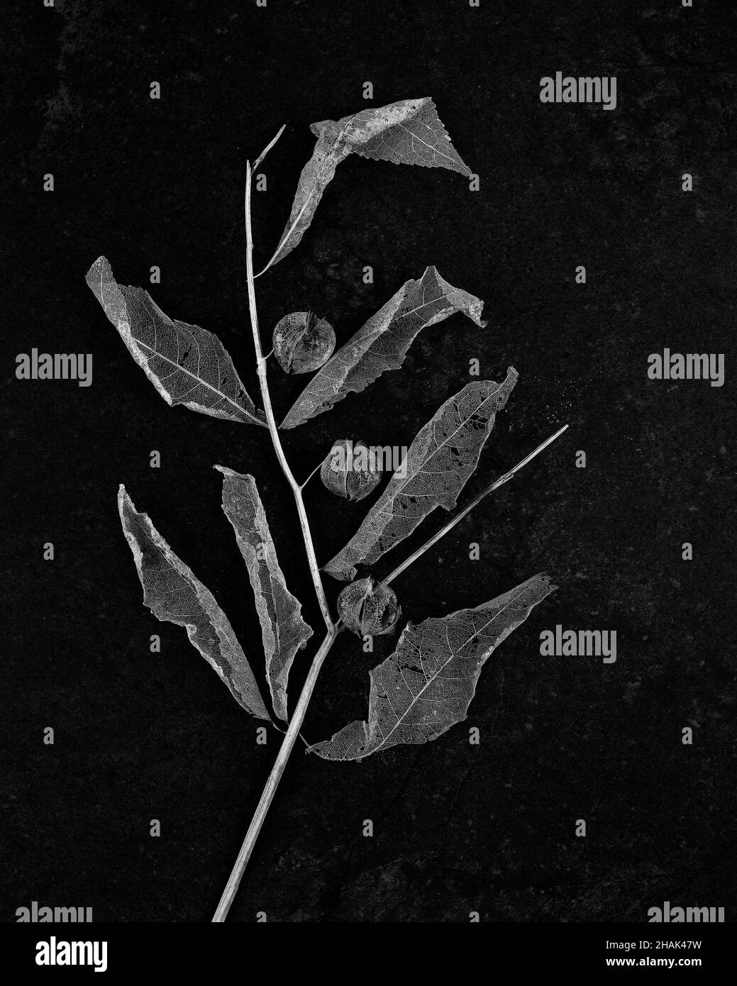 Rustic stalks Black and White Stock Photos & Images - Alamy