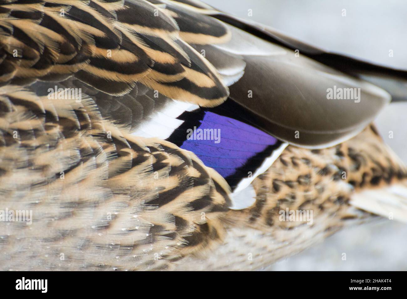 The specific blue coloration of a female mallard or wild duck, Anas ...