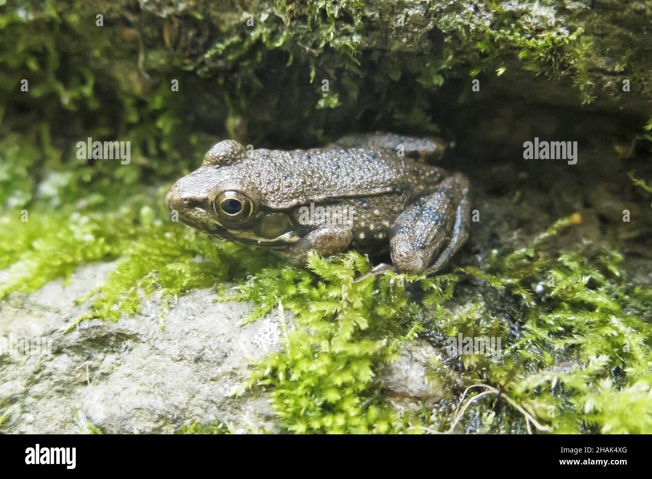 WESTCHESTER NY, UNITED STATES - Aug 16, 2017: macro and closeup ...
