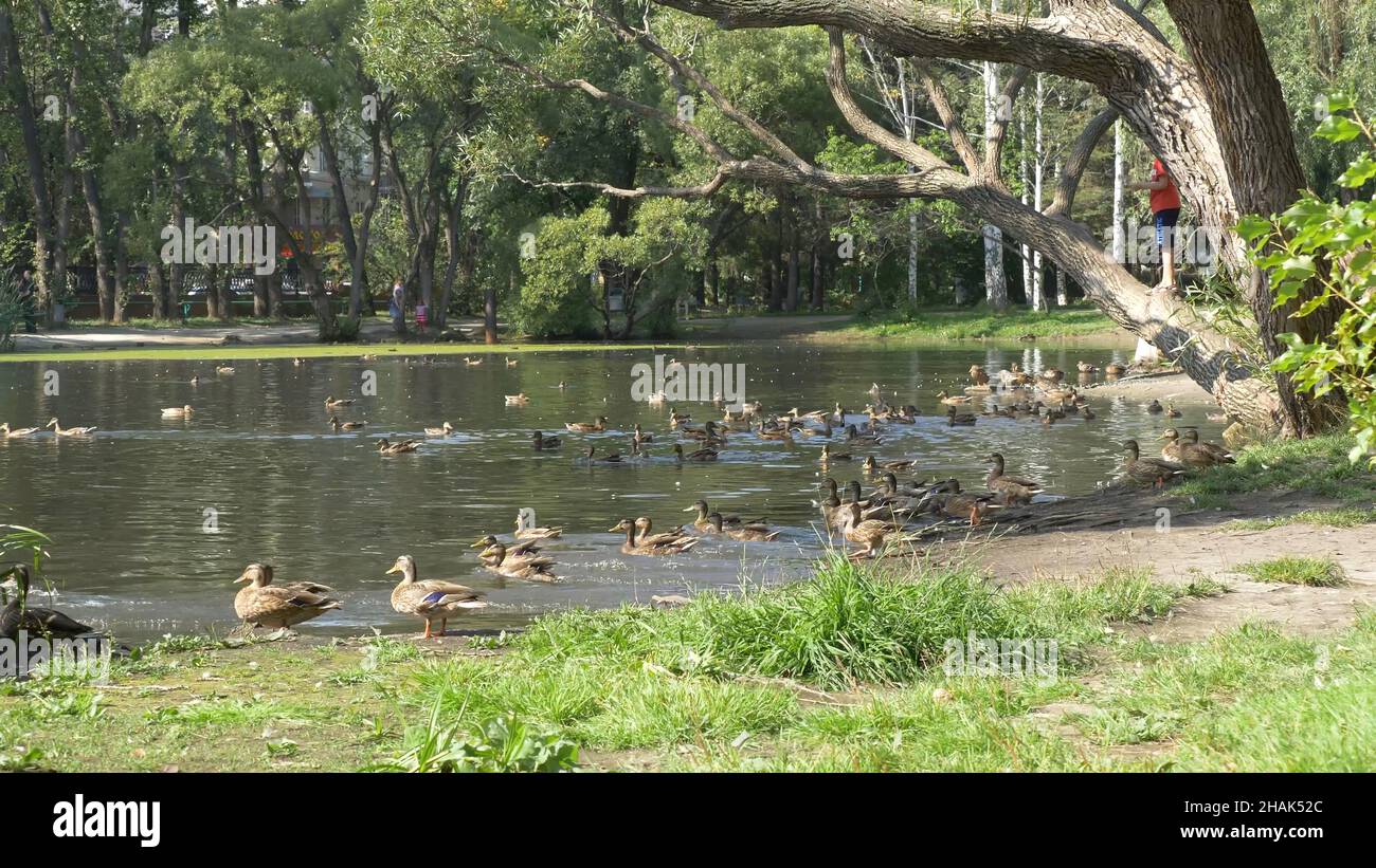 Ducks in the park. Ducks in the Green Park on a beautiful summer day ...