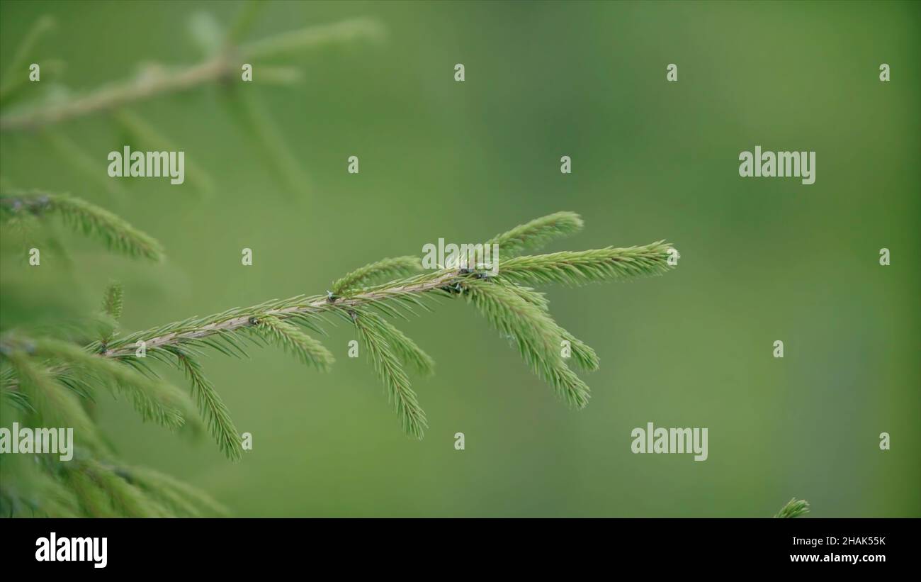 Close up of fir tree branch on green blurred forest background. Video ...