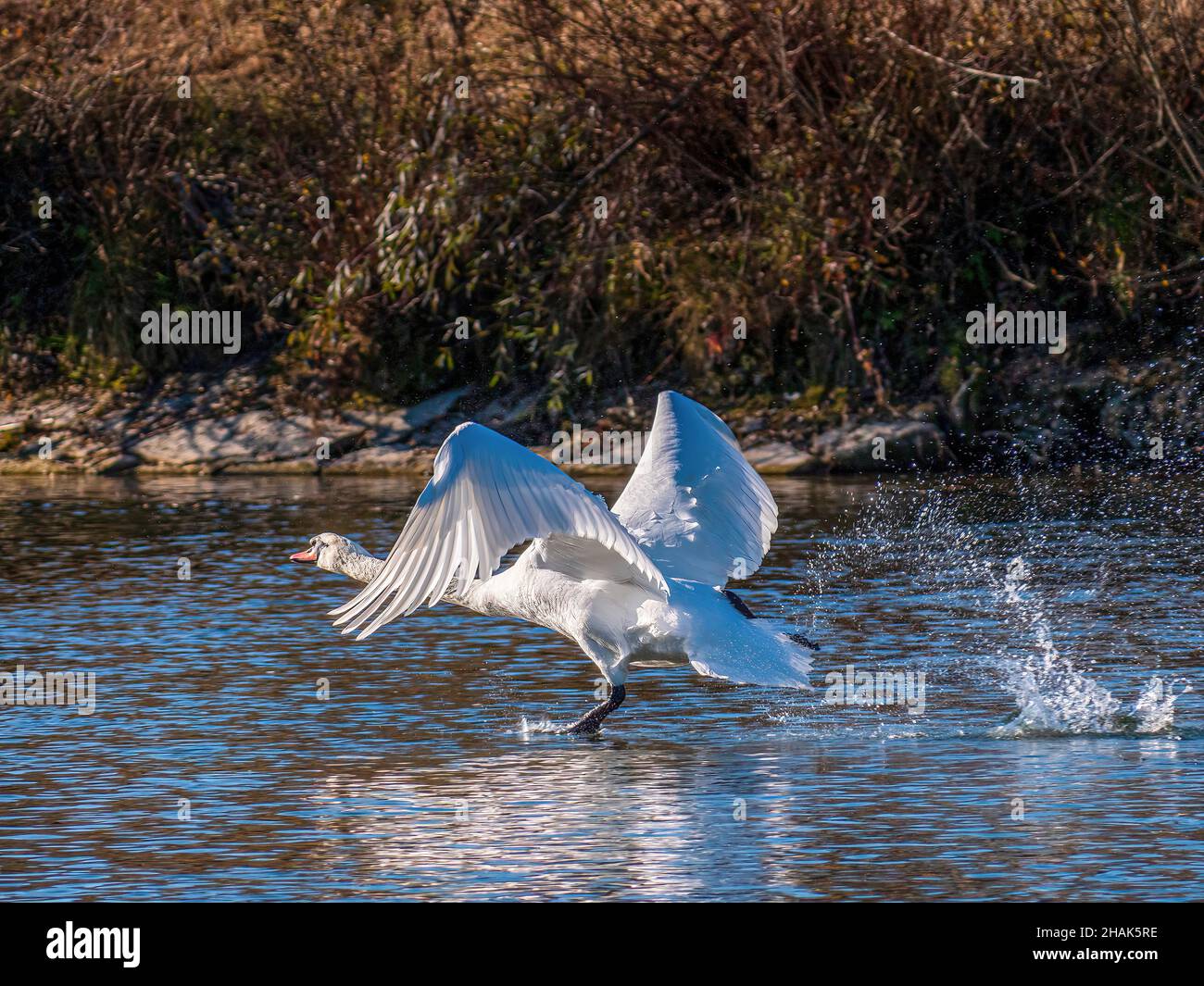 Munich Swan Life during Winter Stock Photo - Alamy