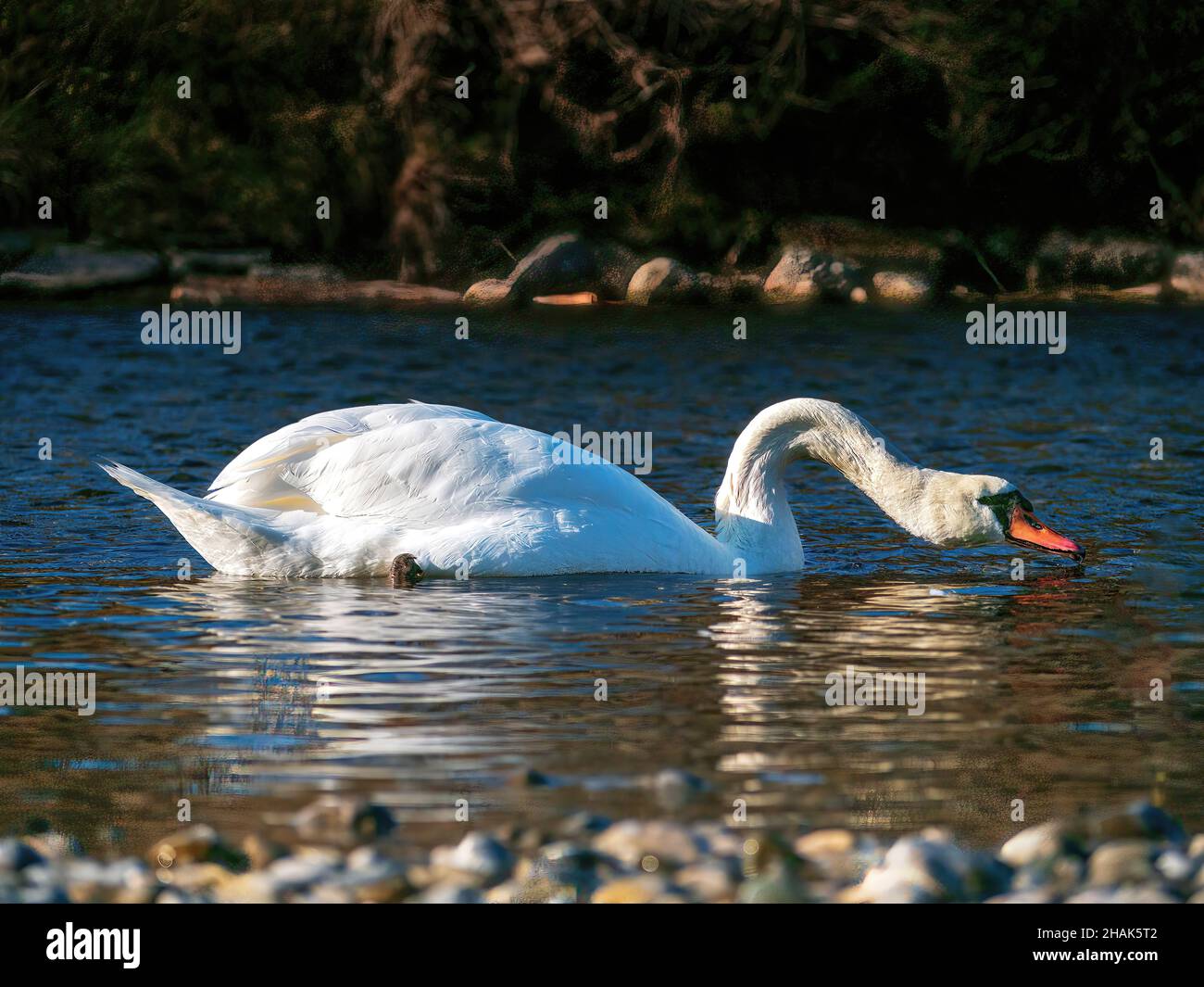 Munich Swan Life during Winter Stock Photo - Alamy