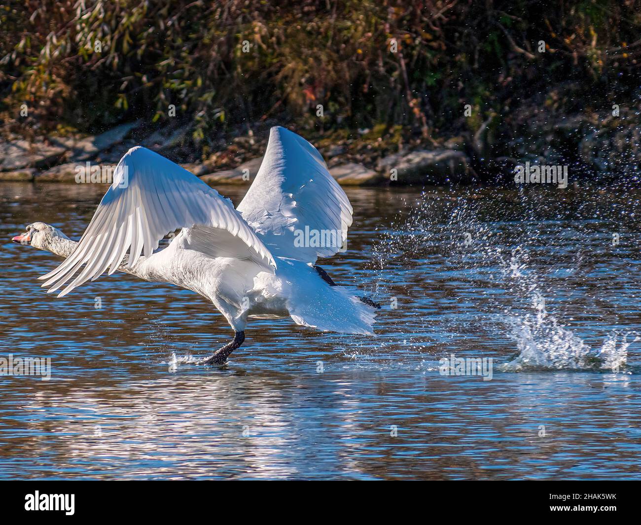 Munich Swan Life during Winter Stock Photo - Alamy