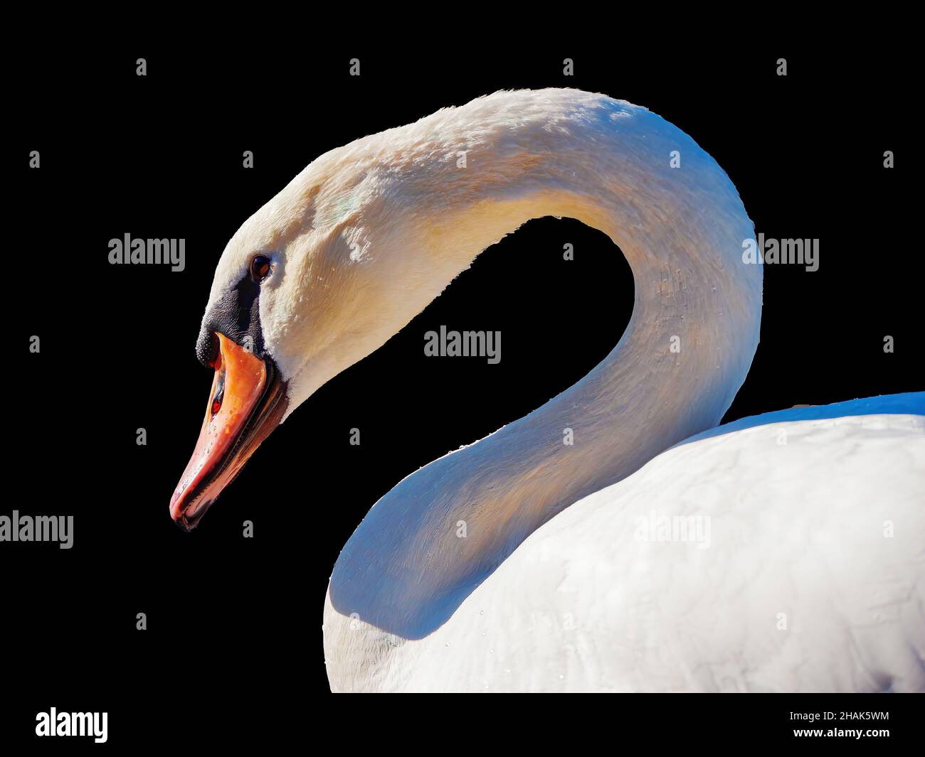 Munich Swan Life during Winter Stock Photo - Alamy