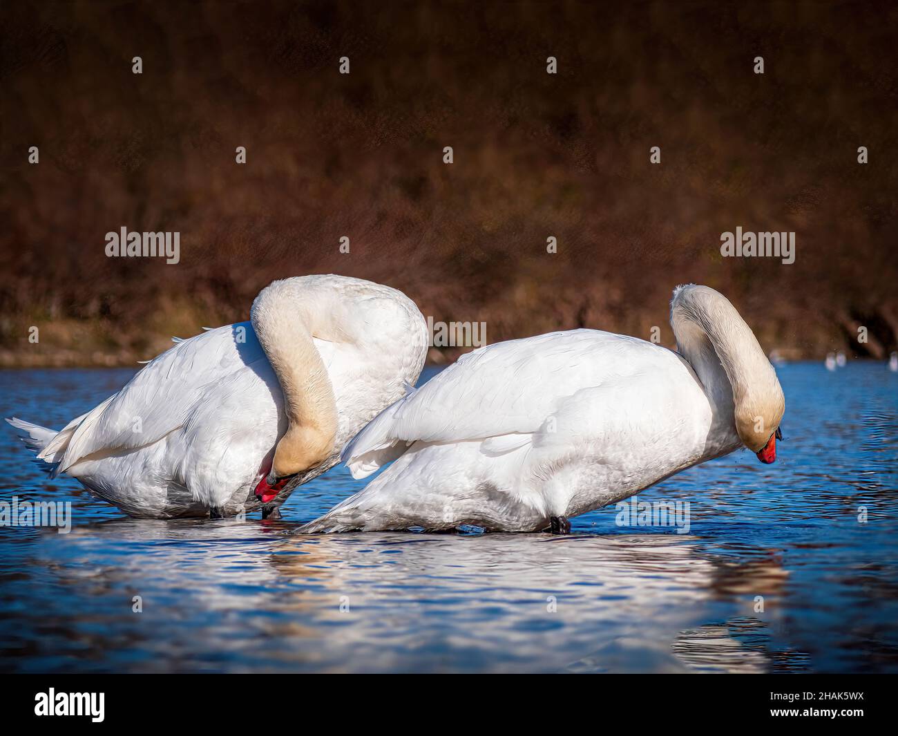 Munich Swan Life during Winter Stock Photo - Alamy