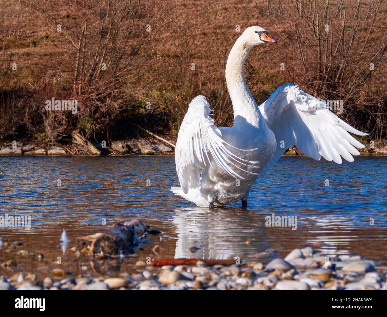 Munich Swan Life during Winter Stock Photo - Alamy
