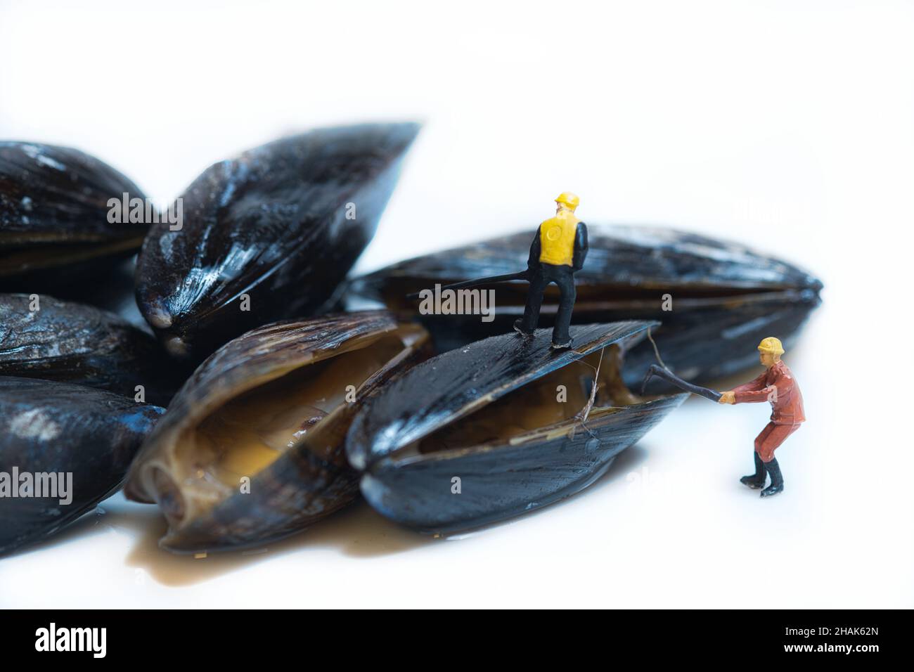 miniature worker opening a mussel Stock Photo - Alamy