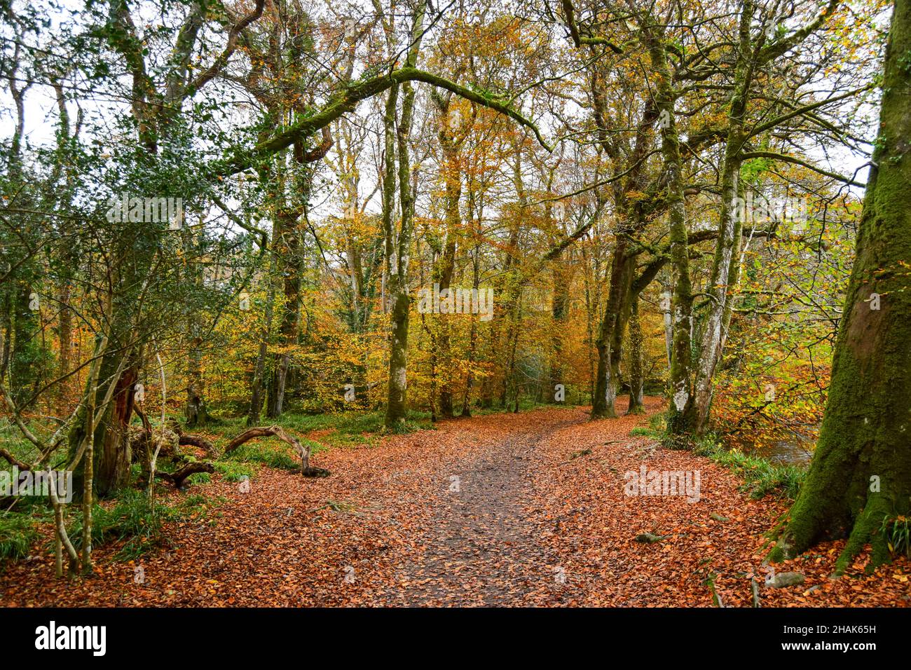 Restormel castle oak hi-res stock photography and images - Alamy