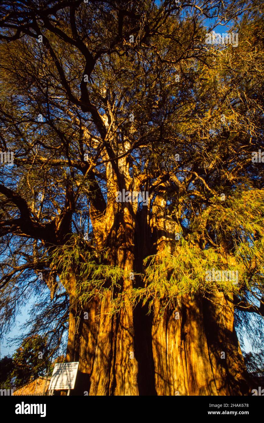 Santa Maria del tule tree in Oaxaca Mexico Stock Photo - Alamy