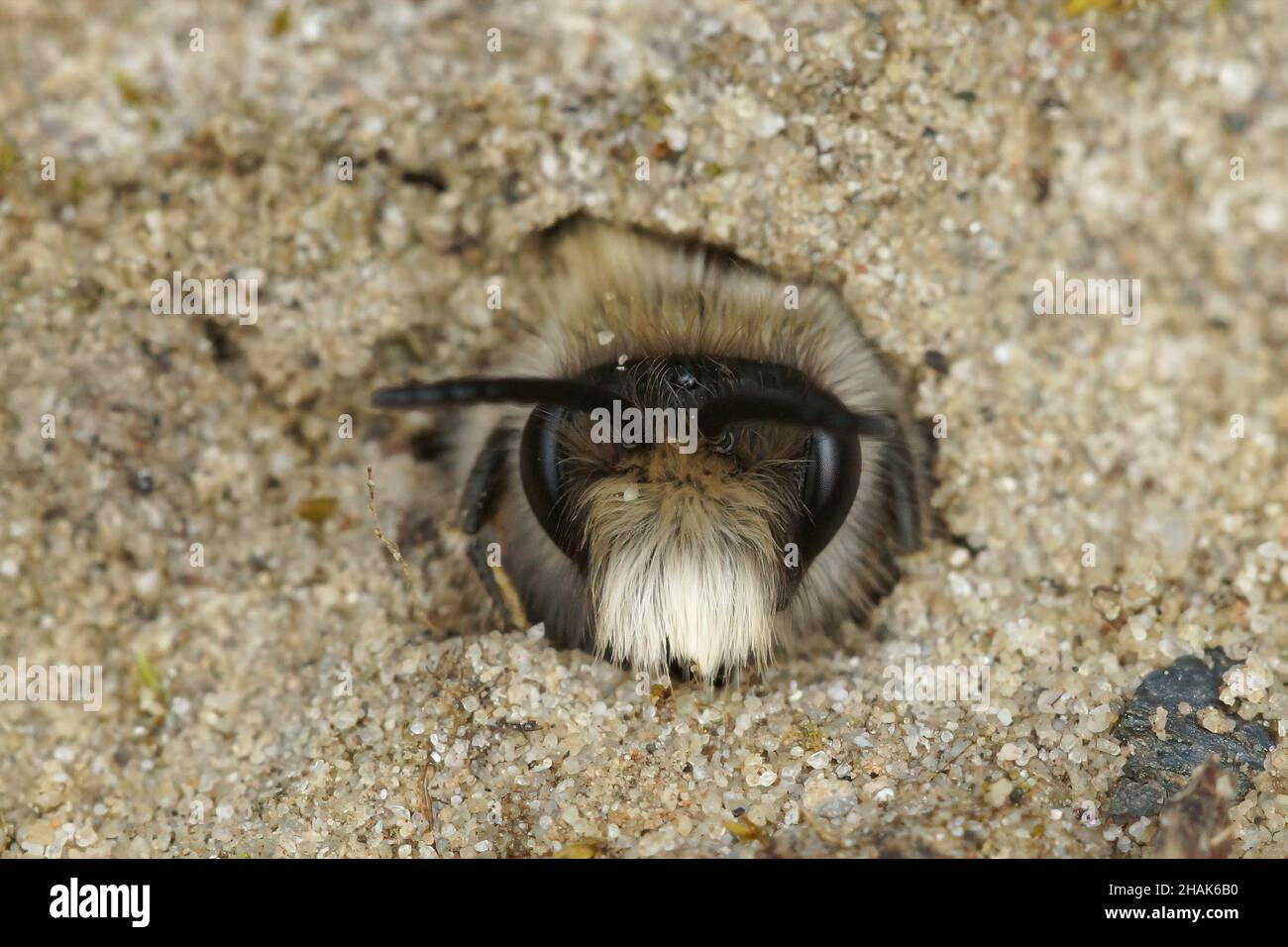 Closeup on a male Early cellophane bee, Colletes cunicularius, p Stock ...