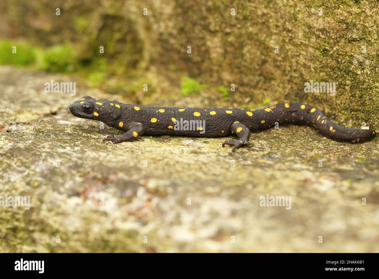Full body closeup on a beautiful , terrestrial adult Anatolian s Stock ...