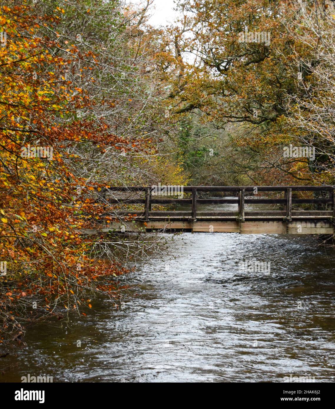 Restormel castle oak hi-res stock photography and images - Alamy