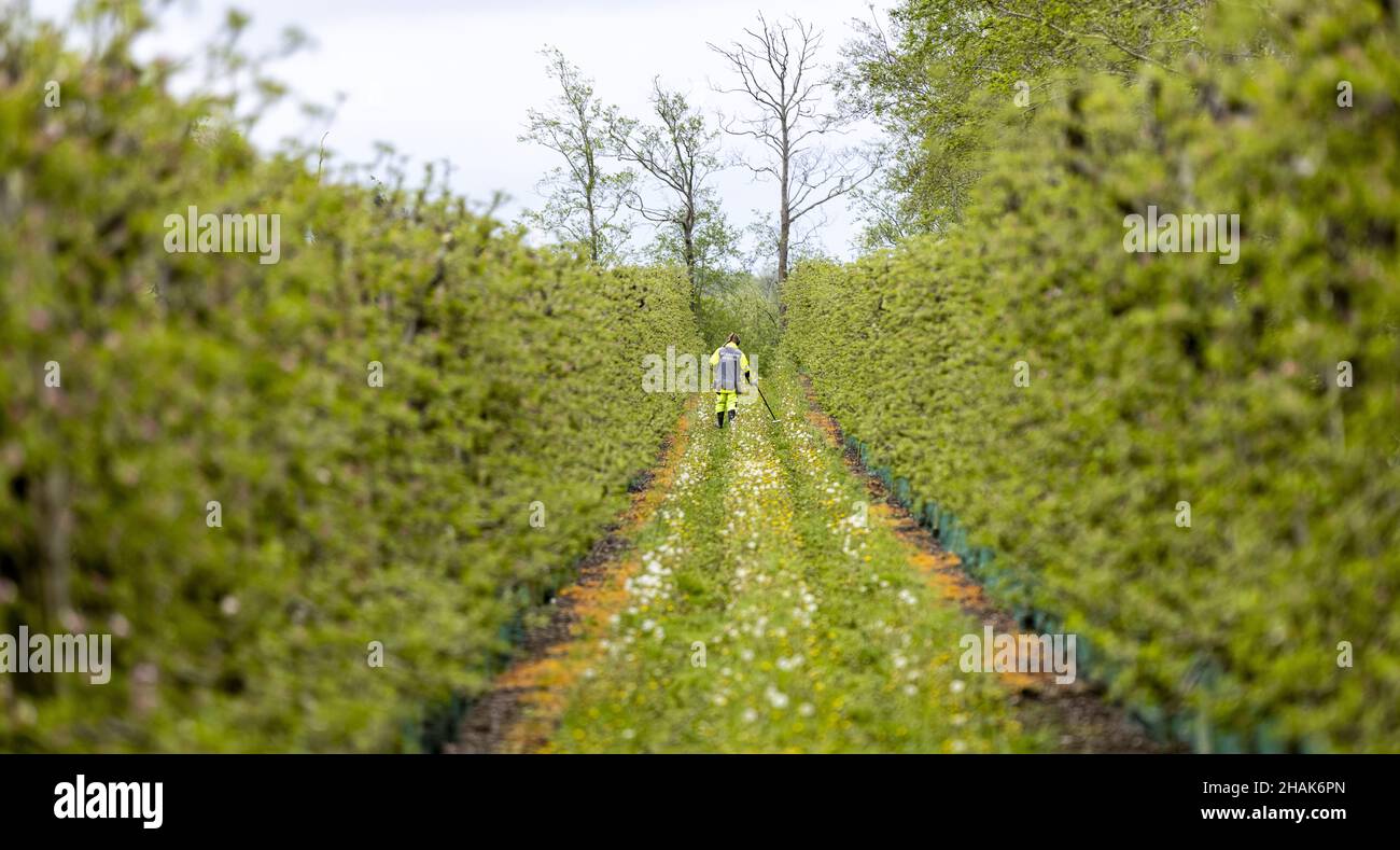 Searching for metal between rows of apple trees Stock Photo - Alamy