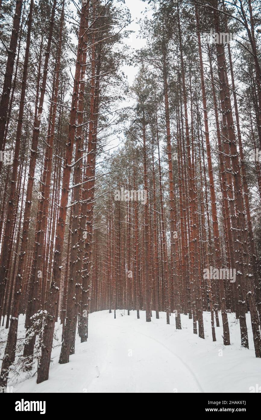 Tall trees in the snowy forest in winter Stock Photo - Alamy