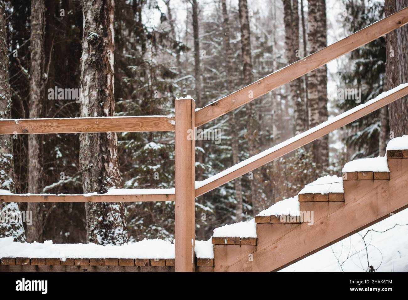 Frozen stairway in the forest with tall trees in winter Stock Photo - Alamy