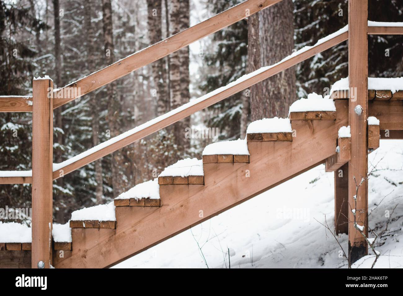 Frozen stairway in the forest with tall trees in winter Stock Photo - Alamy