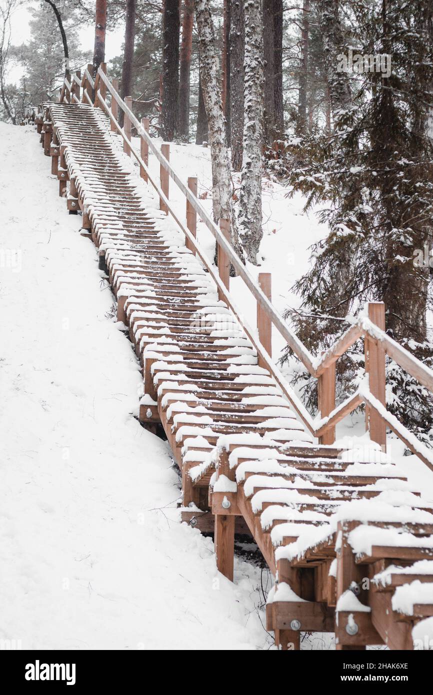 Frozen stairway in the forest with tall trees in winter Stock Photo - Alamy