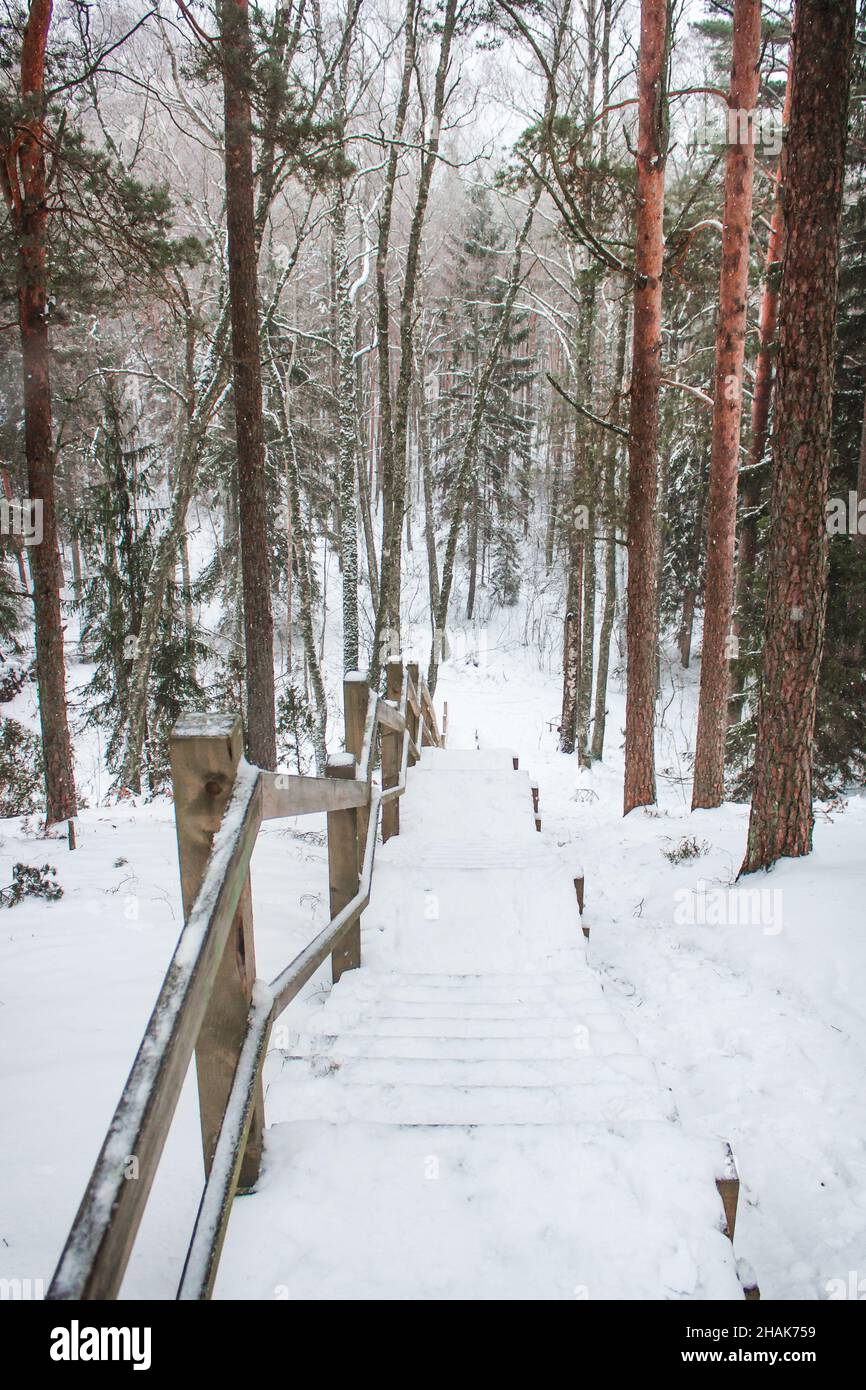 Frozen stairway in the forest with tall trees in winter Stock Photo - Alamy