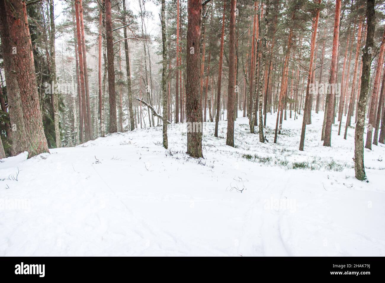 Tall trees in the snowy forest in winter Stock Photo - Alamy