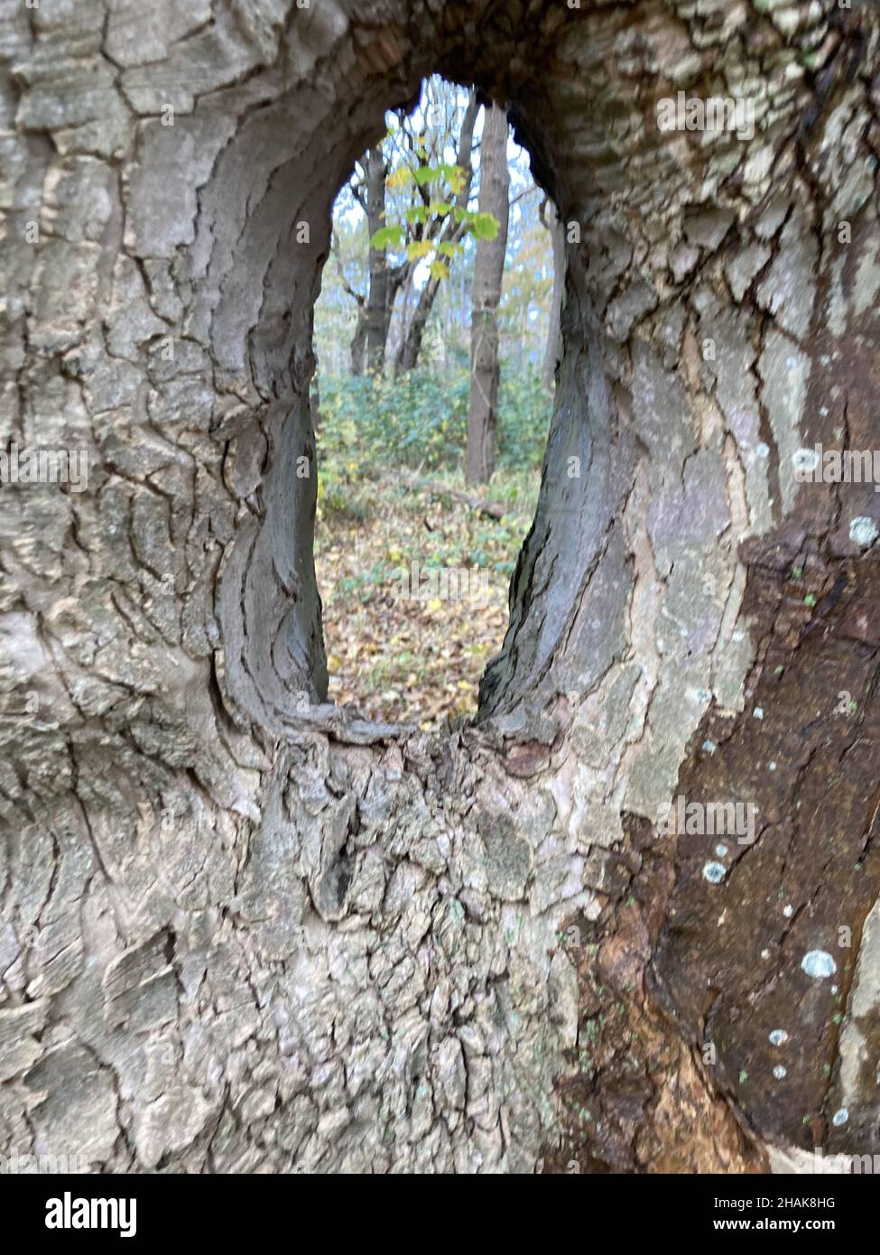 Vertical shot of a hole in a tree in the forest Stock Photo - Alamy