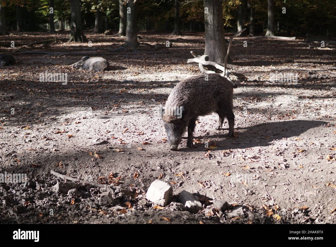 Wild boar walking in the wilderness Stock Photo - Alamy