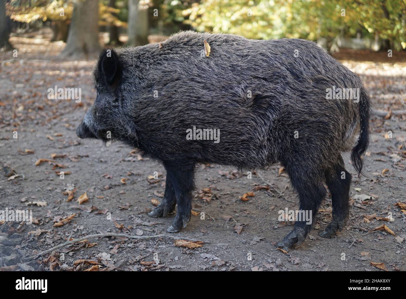 Wild boar walking in the wilderness Stock Photo - Alamy